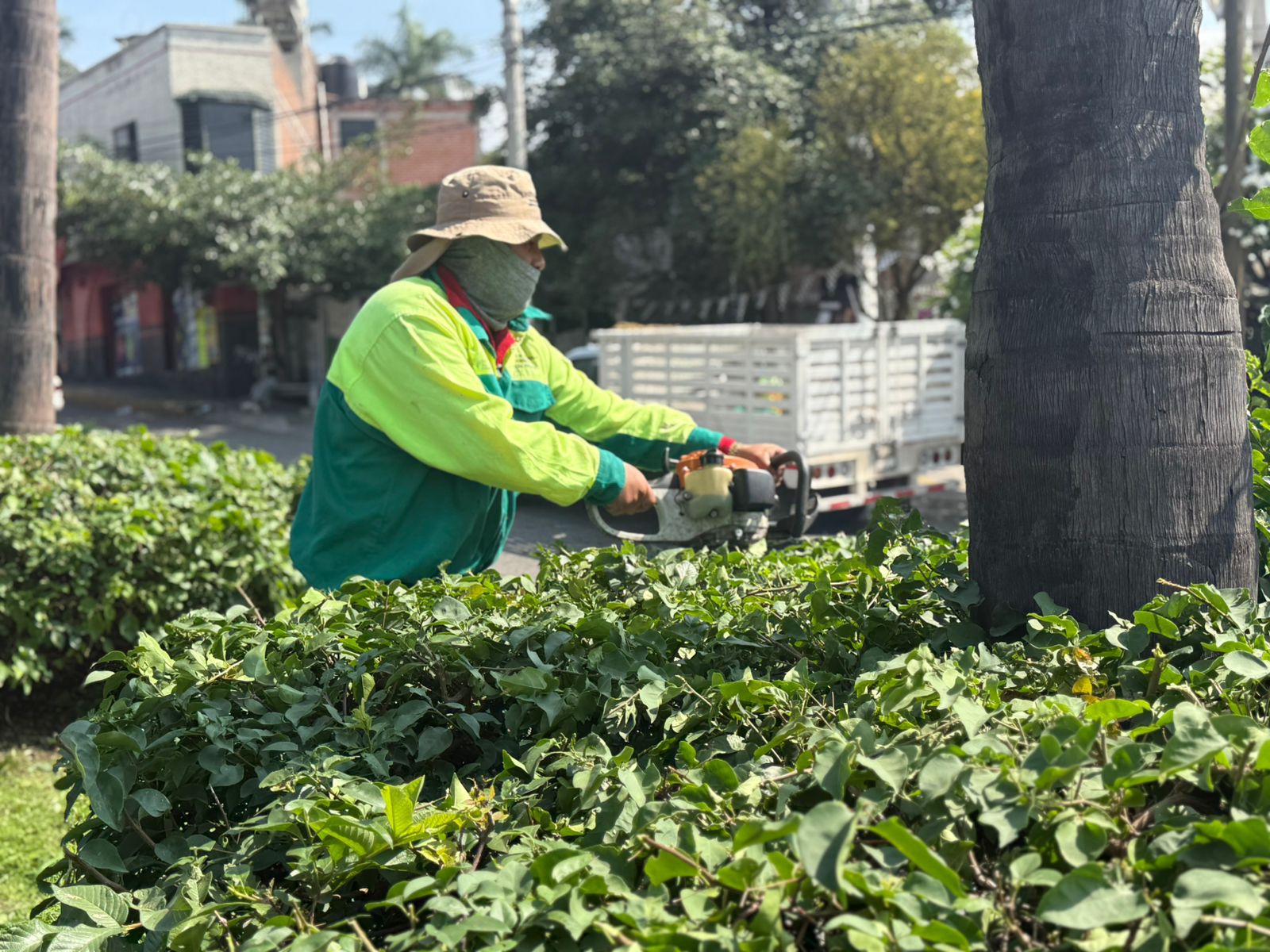 Cuernavaca refuerza mantenimiento de áreas verdes para prevenir riesgos ...